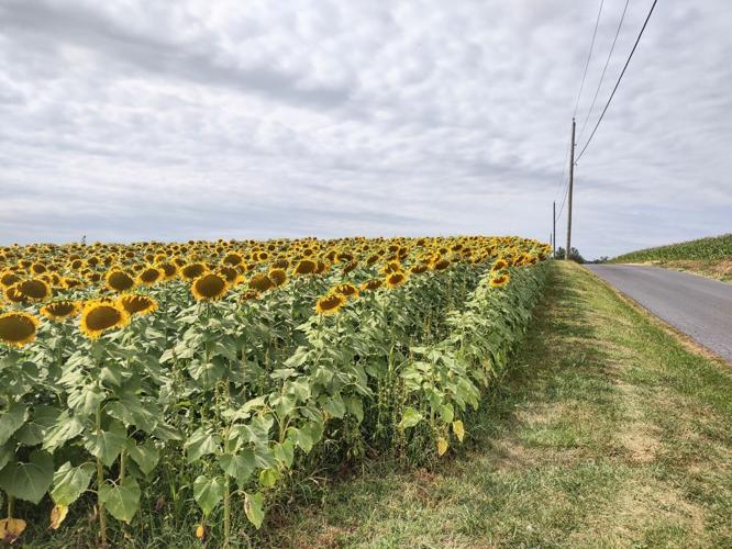 Farmer Raises Funds For Youth Center With U-Pick Sunflowers | News ...