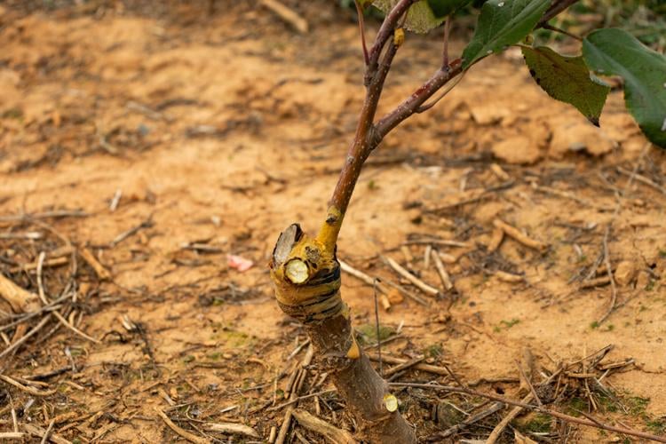 Cross Keys Farm Prepares Orchards, Row Crops For Cold Season | News ...
