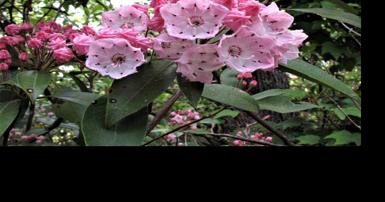 Wildlife-Friendly Mountain Laurel | e-Edition | dnronline.com