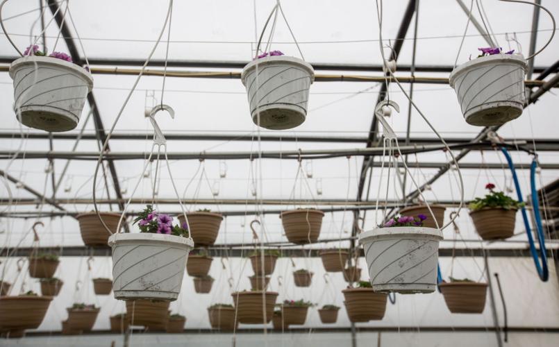 Overlook Produce Highlights Work Done In Ag Community | Rockingham ...