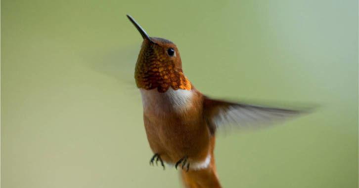 Rare Hummingbirds Make A Stop At Timberville House | Dnronline ...
