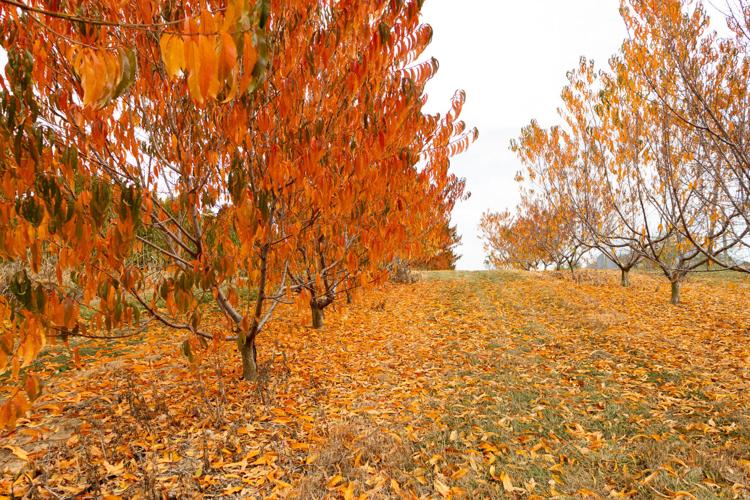 Cross Keys Farm Prepares Orchards, Row Crops For Cold Season | News ...