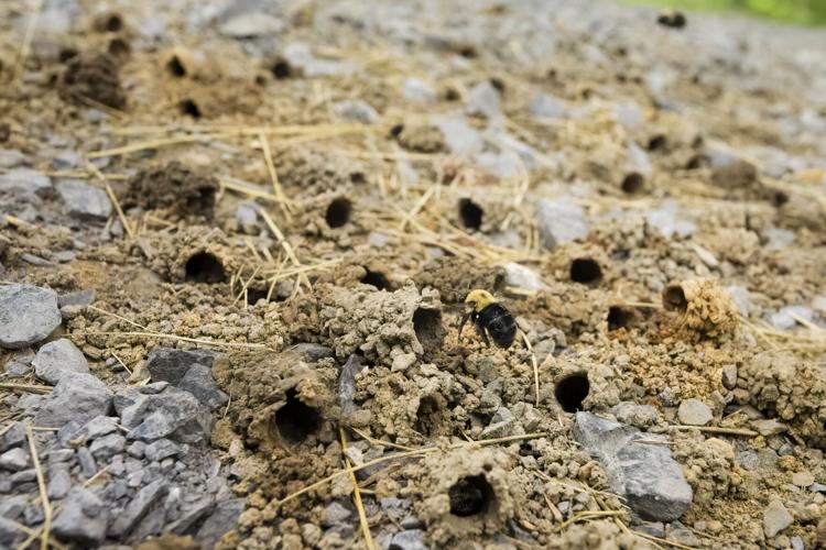 Bridgewater photographer's exhibit to highlight environmental impact of ...