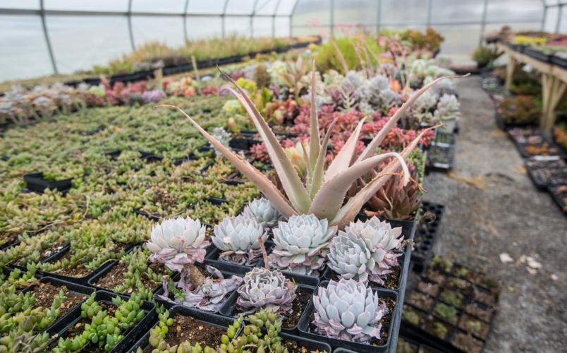 Overlook Produce Highlights Work Done In Ag Community | Rockingham ...