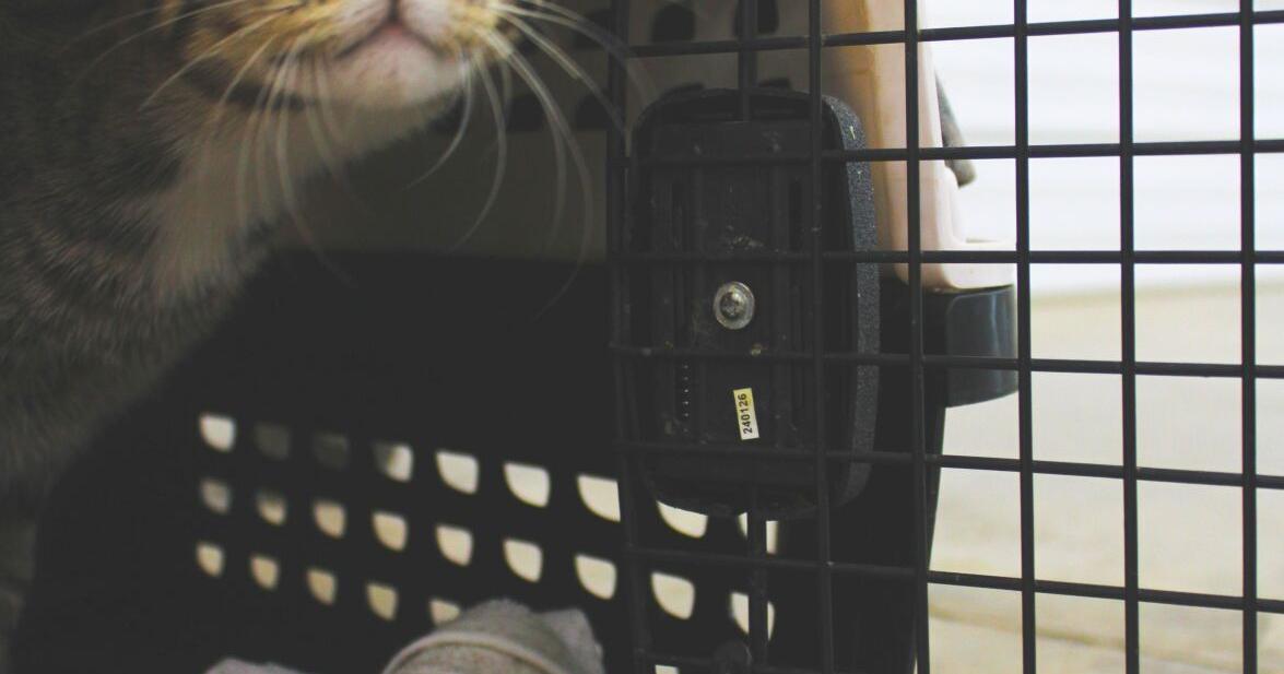 Hundreds of animals have tested positive for rabies in Va. this year ...