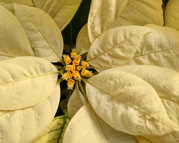 Riverside Plants Finishes Greenhouse Season With Hearty Poinsettia Crop ...