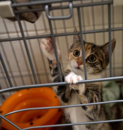 The Rockingham Harrisonburg SPCA Is At Capacity For Cats | e-Edition ...