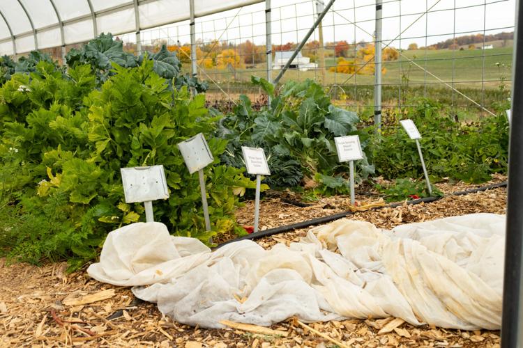 Cross Keys Farm Prepares Orchards, Row Crops For Cold Season | News ...