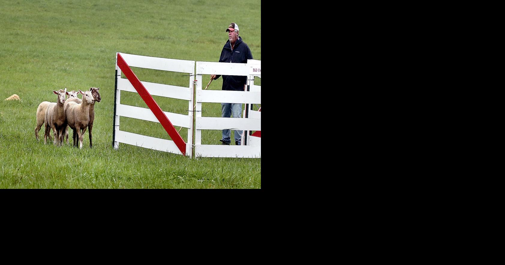 Belle Grove 'perfect place' for National Sheepdog Finals | News ...