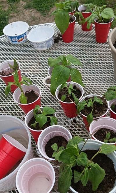 Amish Kitchen: Lovina babysits 10 grandchildren at once | Recipes ...