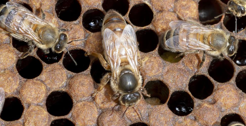 Saving the bees: Fort Valley beekeepers fight climate change, invasive ...