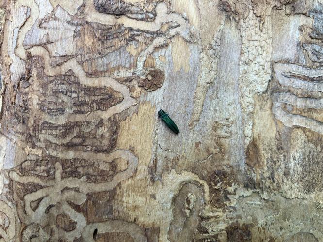 Officials: Invasive insects threaten native plants, agriculture as ...