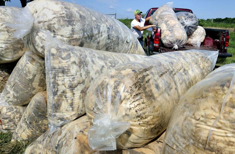 Wool Pool Helps Sheep Farmers Earn Money Amid Tough Market | News ...