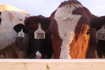 Risk Management Assistance Program To Continue For Virginia Dairy ...