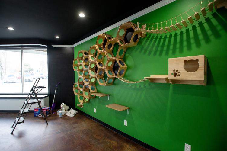 Local Business Owner Finds 'Purr'fect Spot For Cat Cafe | Dnronline ...