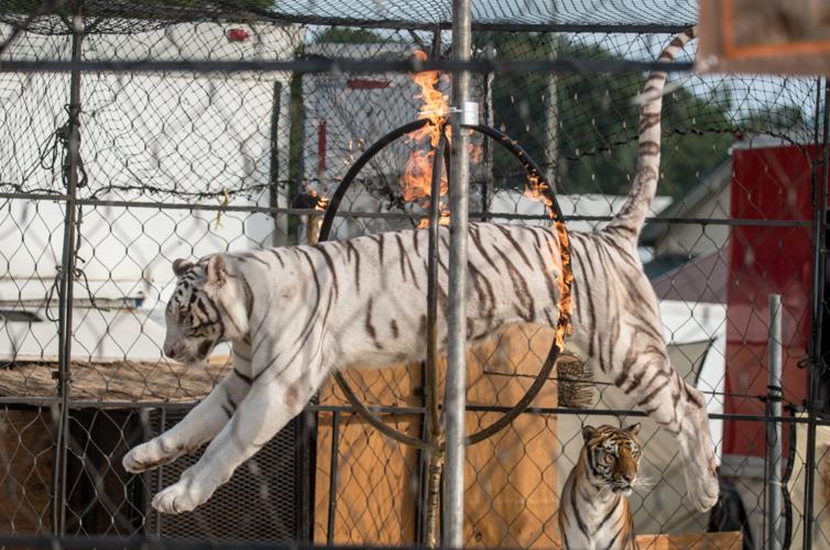 Lions And Tigers Put On A Show | Dnronline | dnronline.com