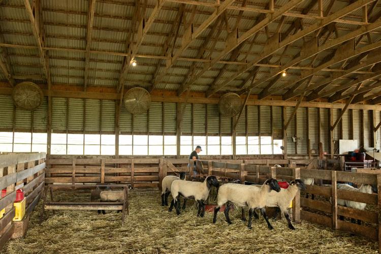 Suffolk Hall Of Fame Inductees Affirm That 'Livestock Changes Lives ...