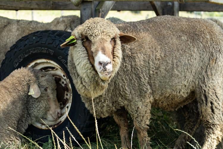 Farmer For The Summer: Kids' Farm Camps Expose Children To Agriculture ...