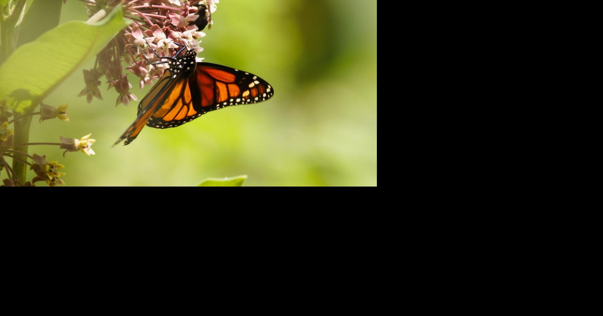 Documentary about Shenandoah National Park premieres on VPM | Arts And ...