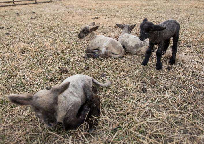 Can ewe believe it? Mount Crawford lamb gives birth to rare quadruplets ...