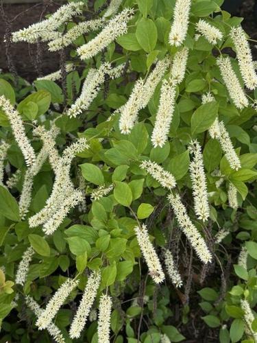 What's in Bloom: Virginia sweetspire attracts bees and butterflies ...
