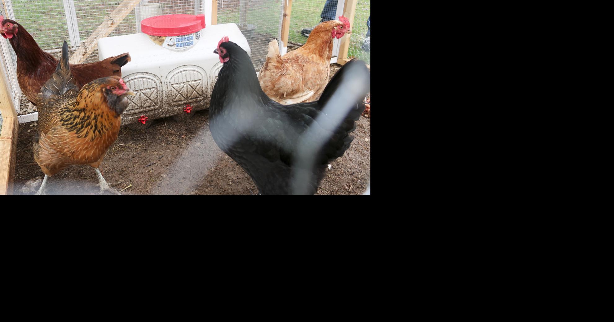 Grottoes Backyard Chicken Debate Continues To Face Hurdles | Dnronline ...