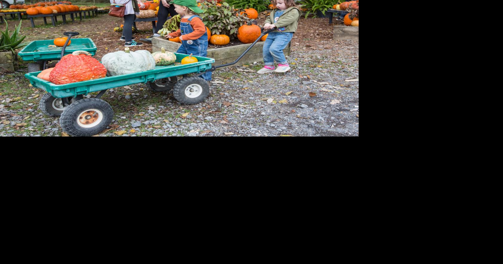 Fall Festival Draws Crowds Saturday | Dnronline | dnronline.com
