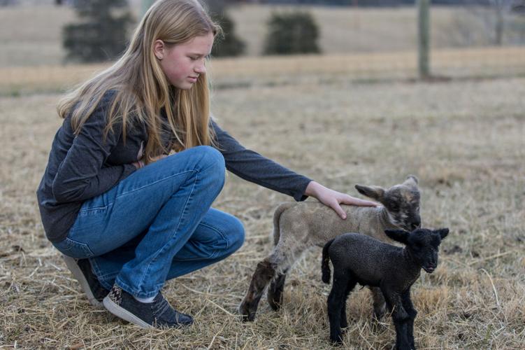 Can ewe believe it? Mount Crawford lamb gives birth to rare quadruplets ...