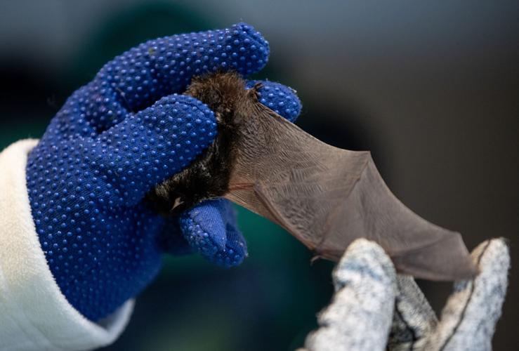 Mount Solon nonprofit teaches about importance of bats | Outdoors ...
