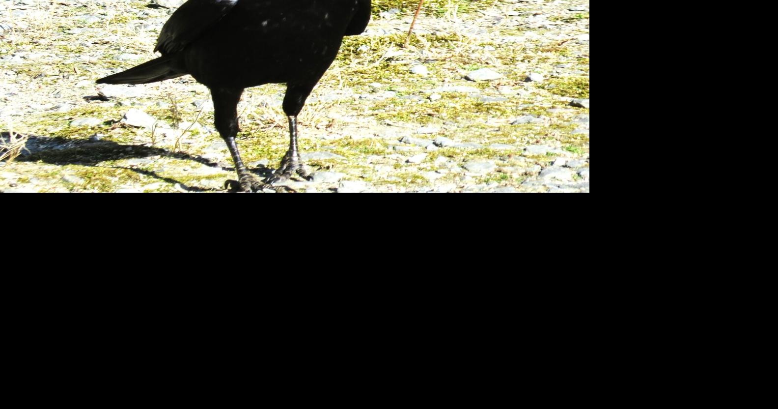 Nature Notes: Clever crows help each other find food | Lifestyle ...