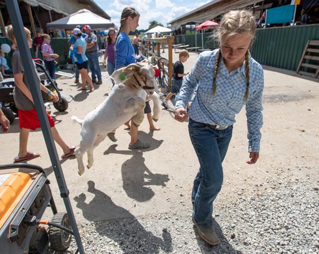 Fair Tuesday Features 4-H & FFA Market Goat Show | | dnronline.com