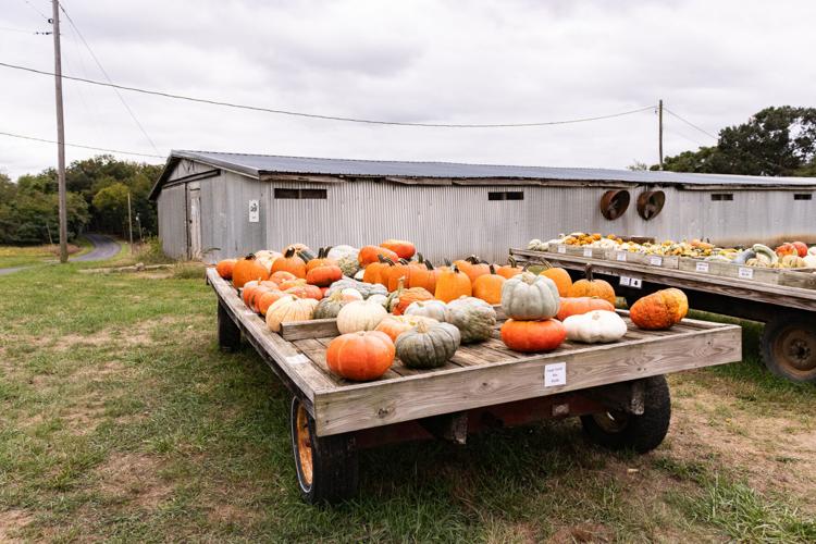 Pumpkins Off The Beaten Path: Produce Ripe For Picking In County | News ...