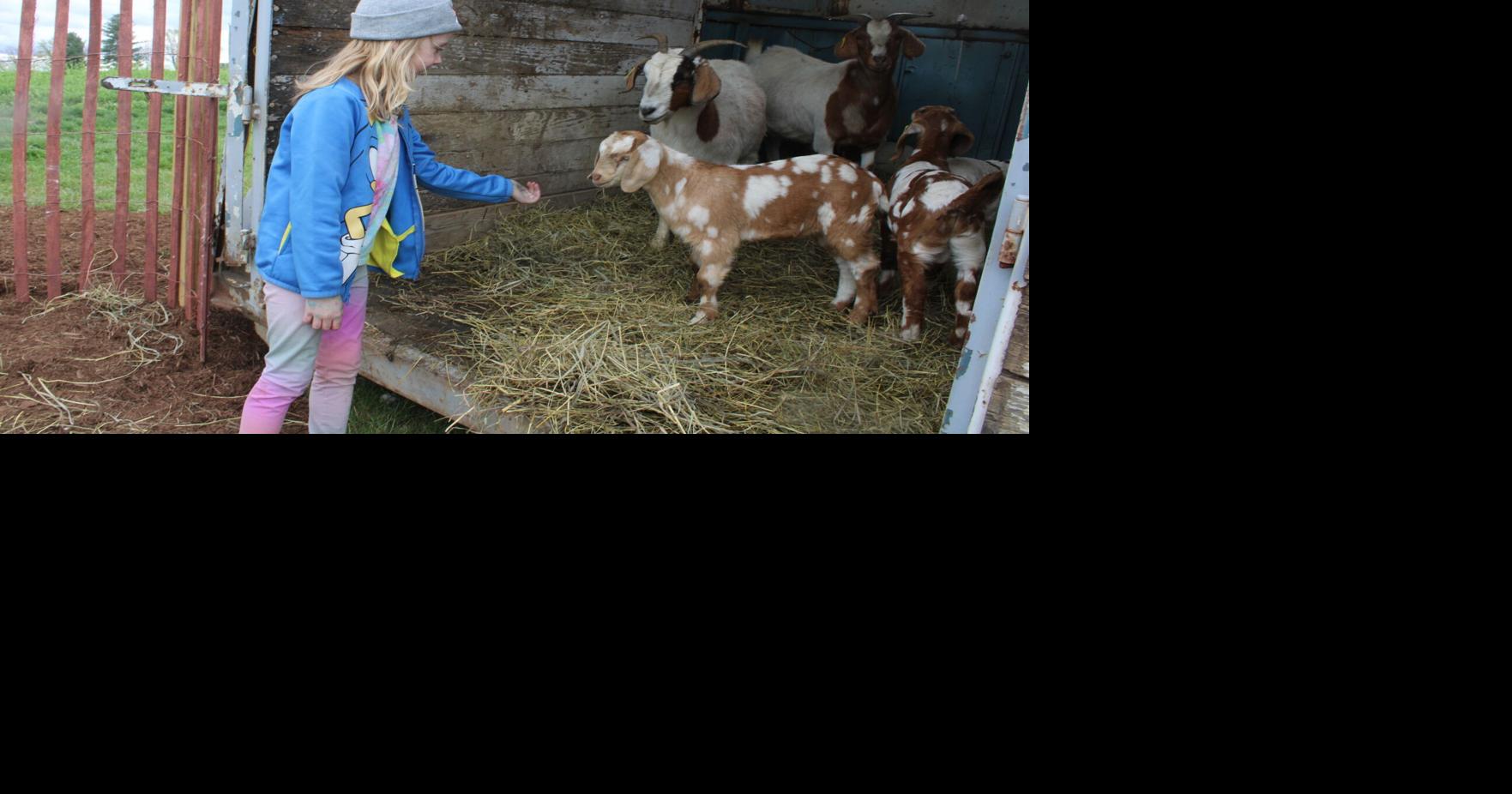 Weyers Cave Brewery Holds Goat Day | Dnronline | dnronline.com