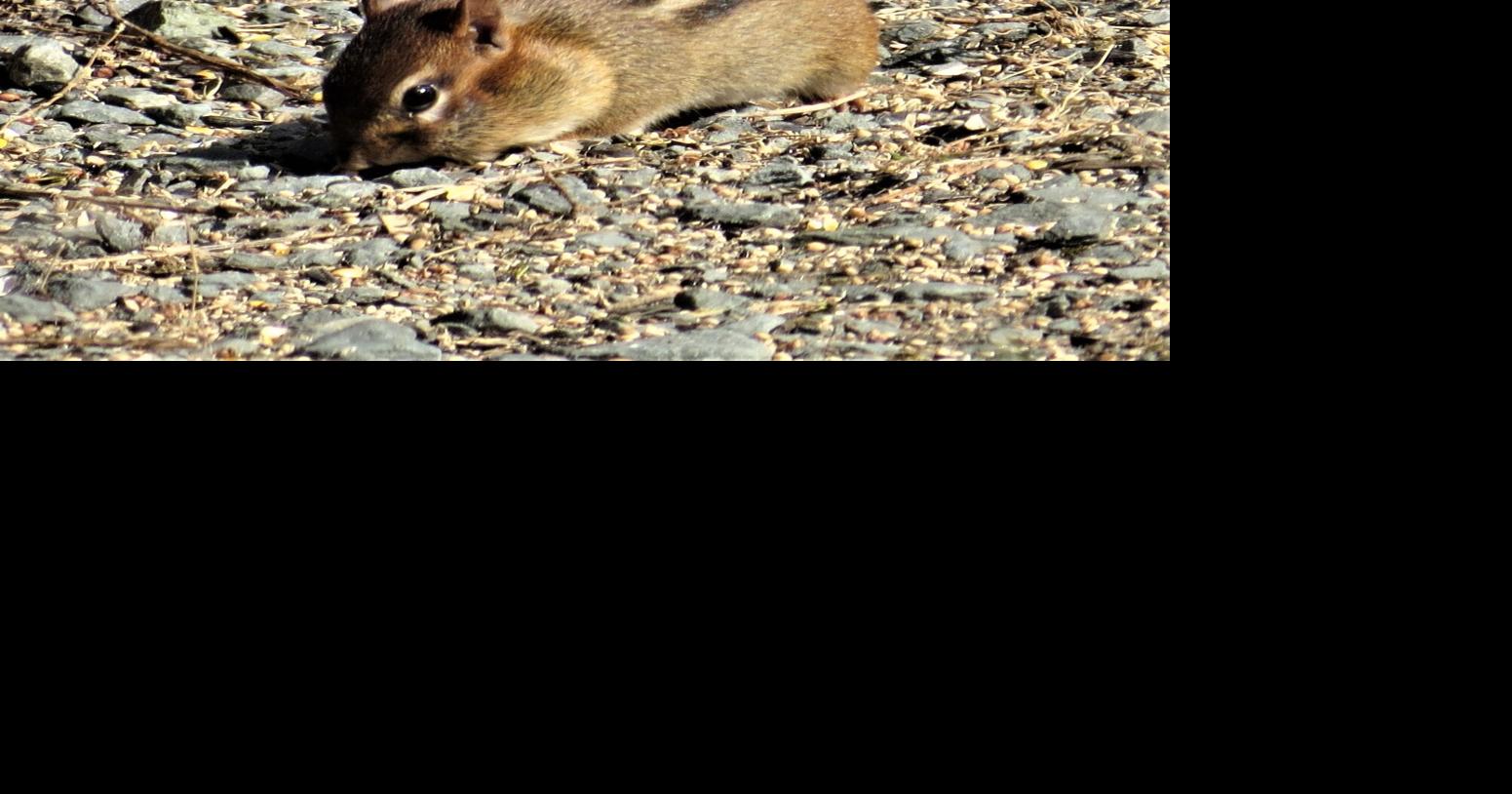 Real-Life Nature Stories | e-Edition | dnronline.com