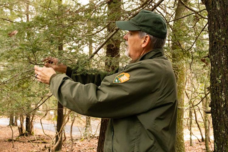 SNP Uses Beetles To Protect Hemlocks From Invasive Species | News ...