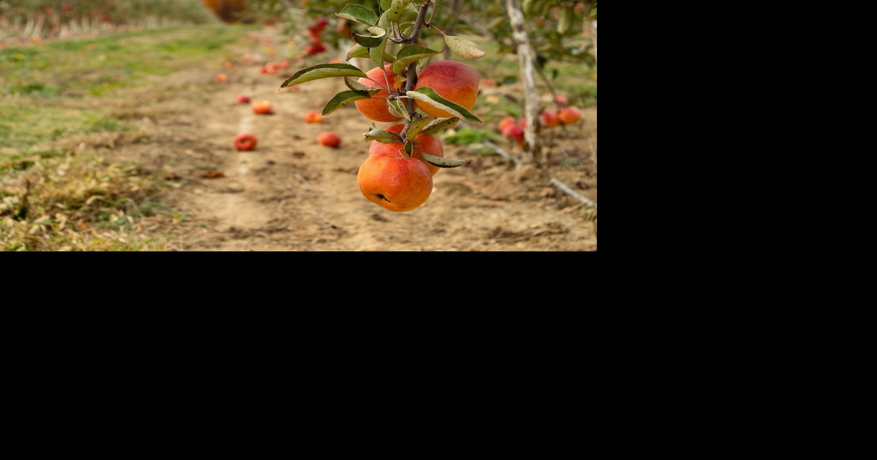 Cross Keys Farm Prepares Orchards, Row Crops For Cold Season | News ...