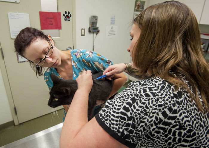 SPCA Adopting Change | News | dnronline.com