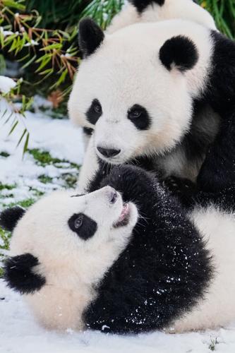 See the world in vertical: Top photos by AP photojournalists | National ...