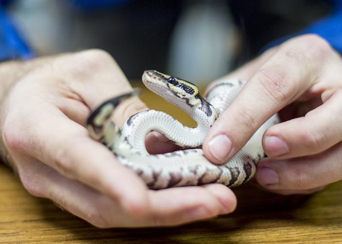 Elkton Elementary's Snake Club A Hit With Students | Dnronline ...