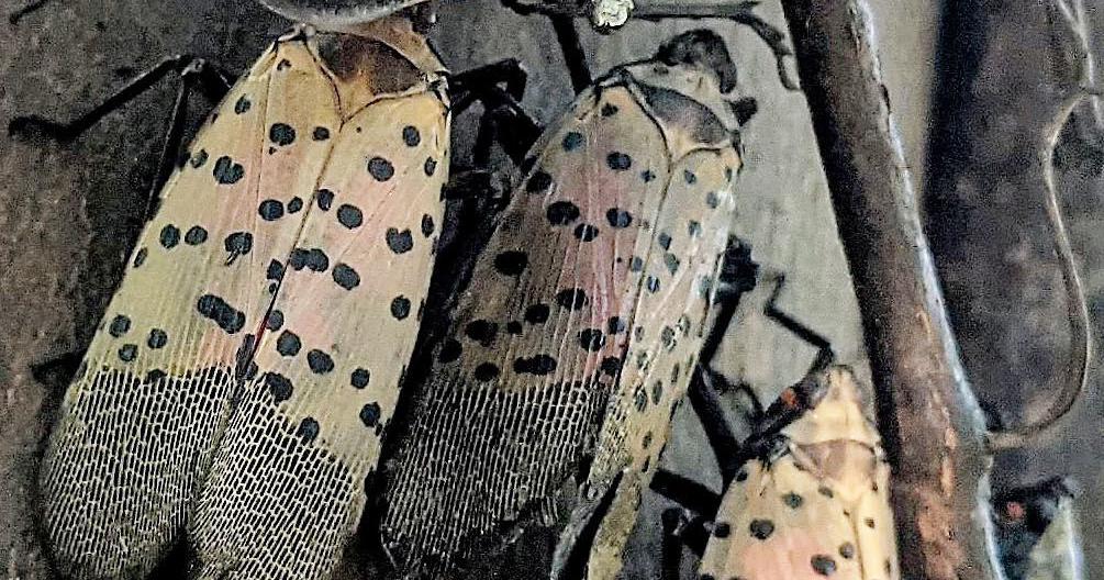 Webinar To Give Tips On How To Combat Spotted Lanternfly | e-Edition ...