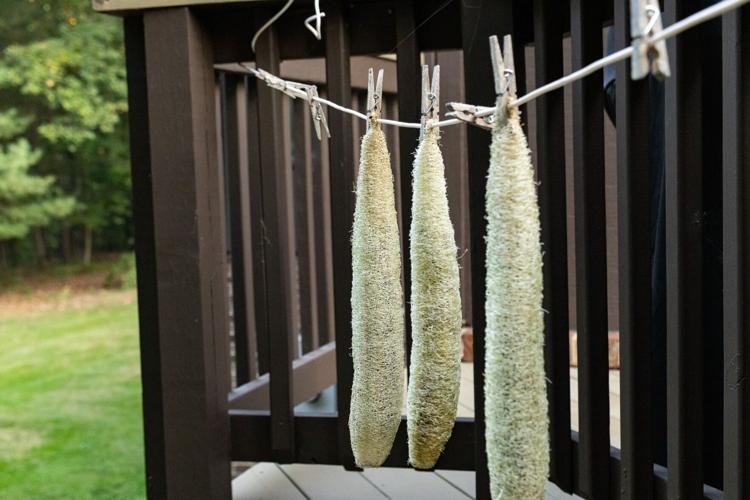 Local Gardener Harvests Loofah For Great.full Goods | News | dnronline.com