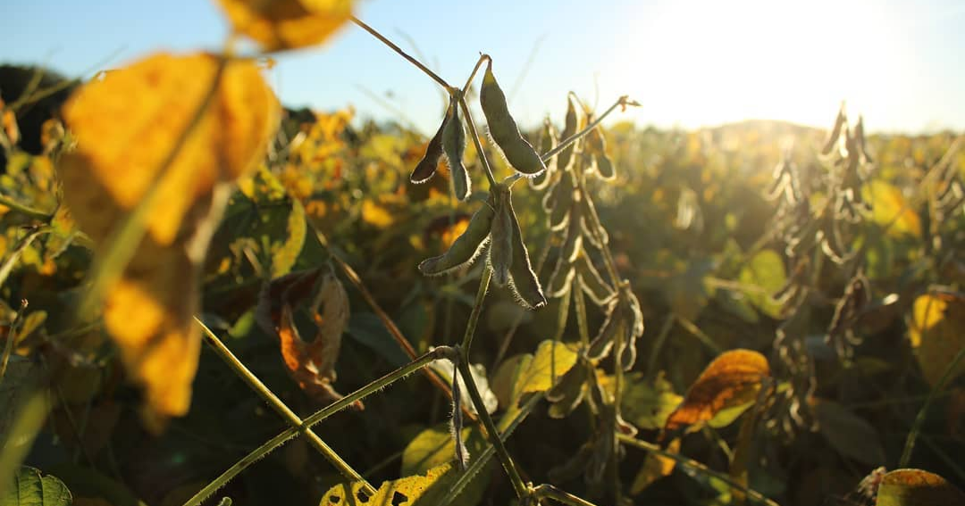 Virginia Ag Market Update Reports Slow Rise In Soybean Prices | News ...