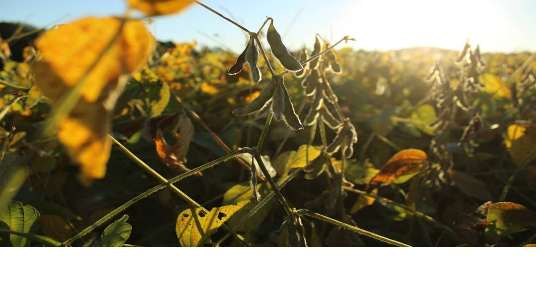 Virginia Ag Market Update Reports Slow Rise In Soybean Prices | News ...