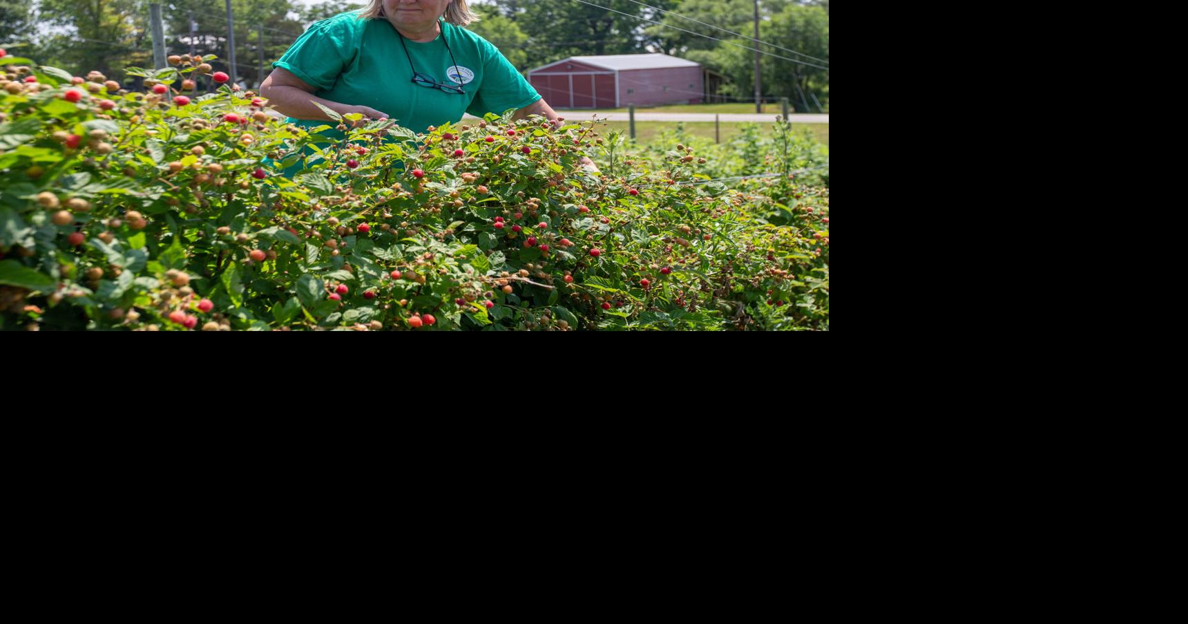 Oh Kale Yeah: Cross Keys Farm Opens For The Season | News | dnronline.com