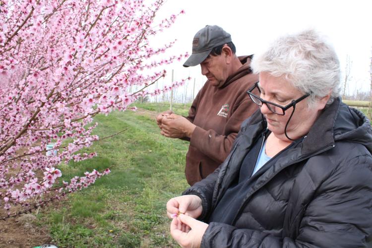 Farmers Work To Save Blossoms From Frost | Lifestyle | dnronline.com