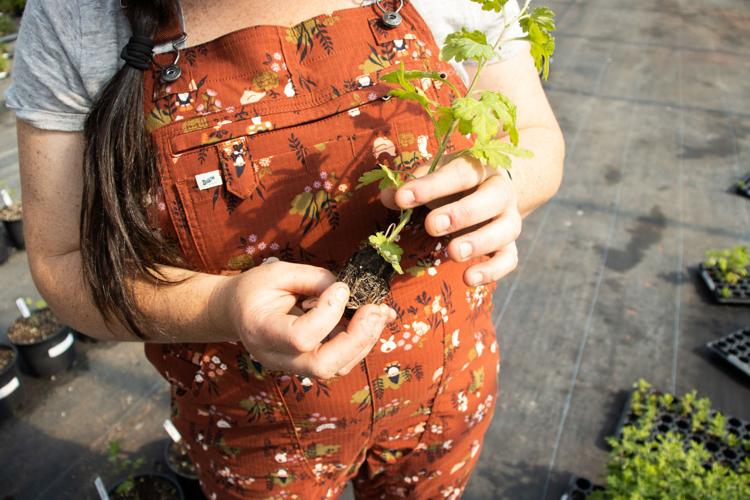 Weyers Cave Flower Farm Owns Largest Private Heirloom Mum Collection ...