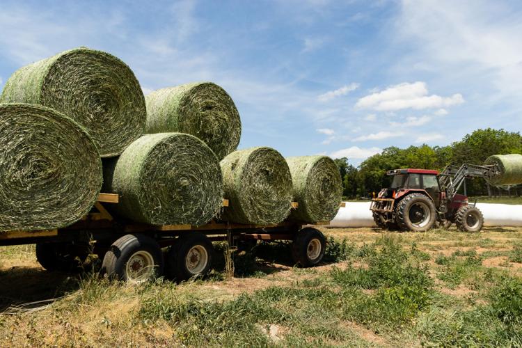 Hay Day: Rockingham Farmer Gives Glimpse Into Hay Season | News ...