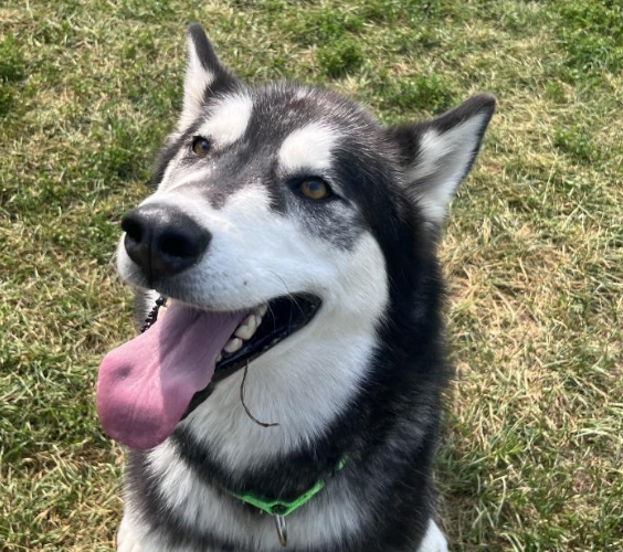 RHSPCA Adoptable Pets Of The Week | Opinion | dnronline.com