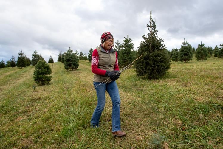 Cut your own tree and enjoy hot chocolate at Ostlund Christmas Tree Farm | Business & Economy ...
