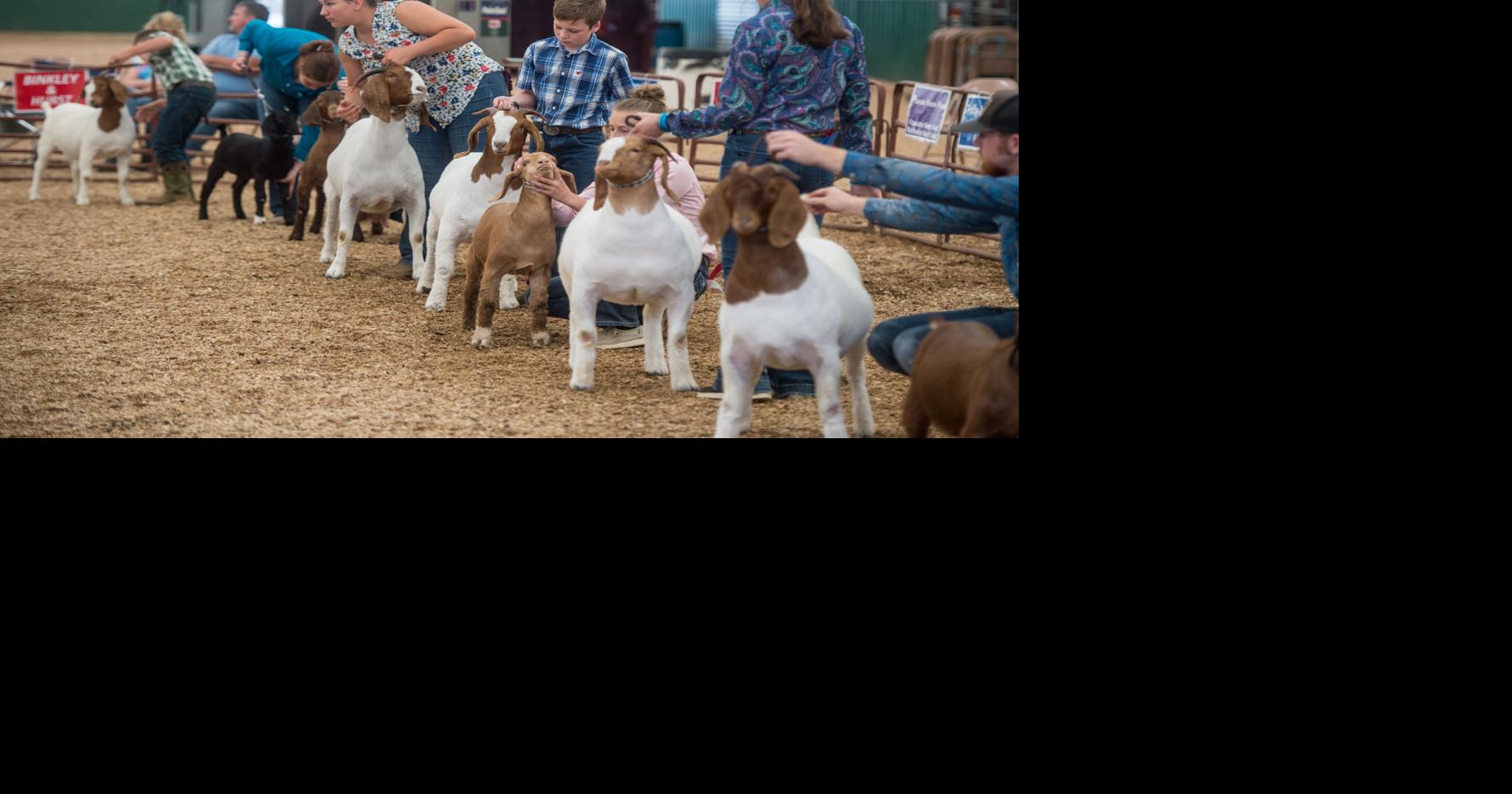 Goat Show Draws Hundreds To Rockingham County Fairgrounds | Dnronline ...
